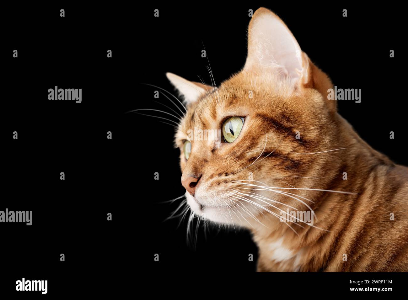 Bengal cat head side view hi-res stock photography and images - Alamy