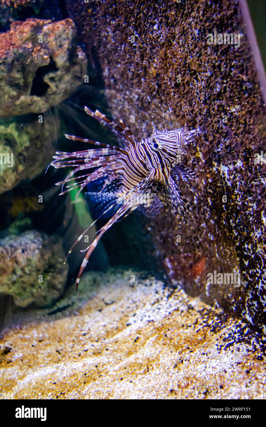 Canthigaster rostrata swimming in the big aquarium. Aquarium Island ...