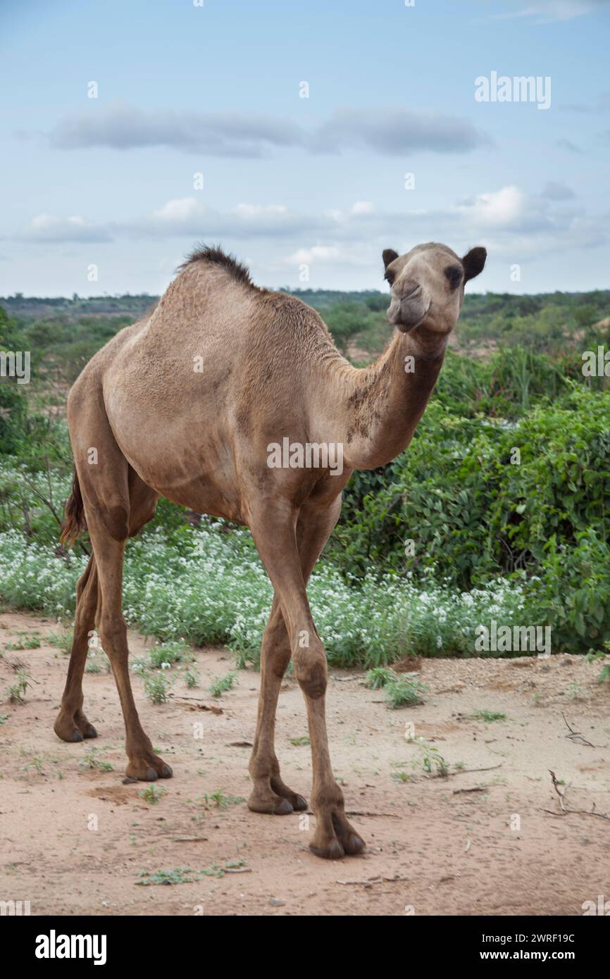 Camel carrying load hi-res stock photography and images - Alamy