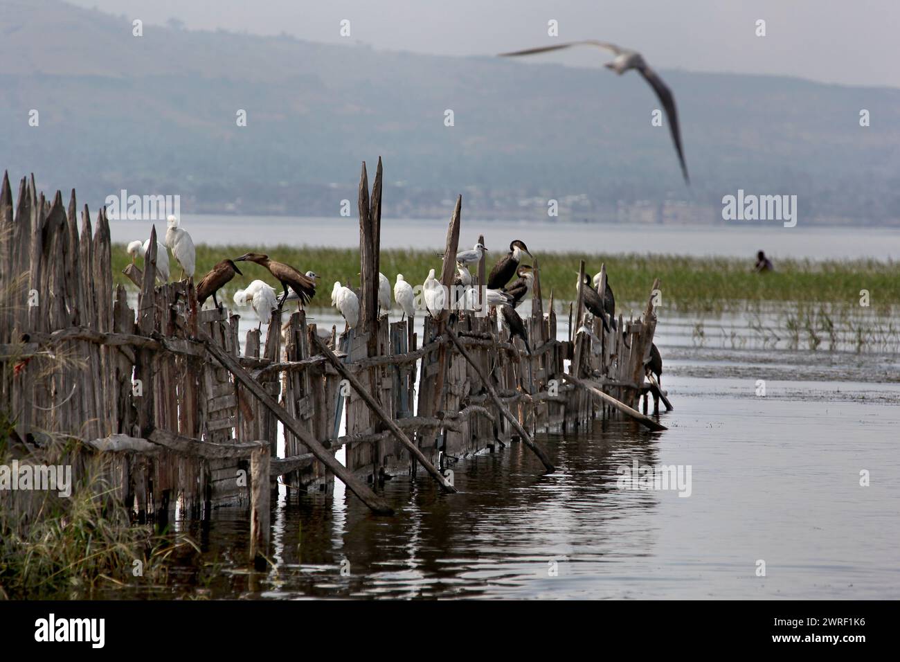 Marabu and seagull at Lake Awassa, Ethiopia - Africa Stock Photo - Alamy