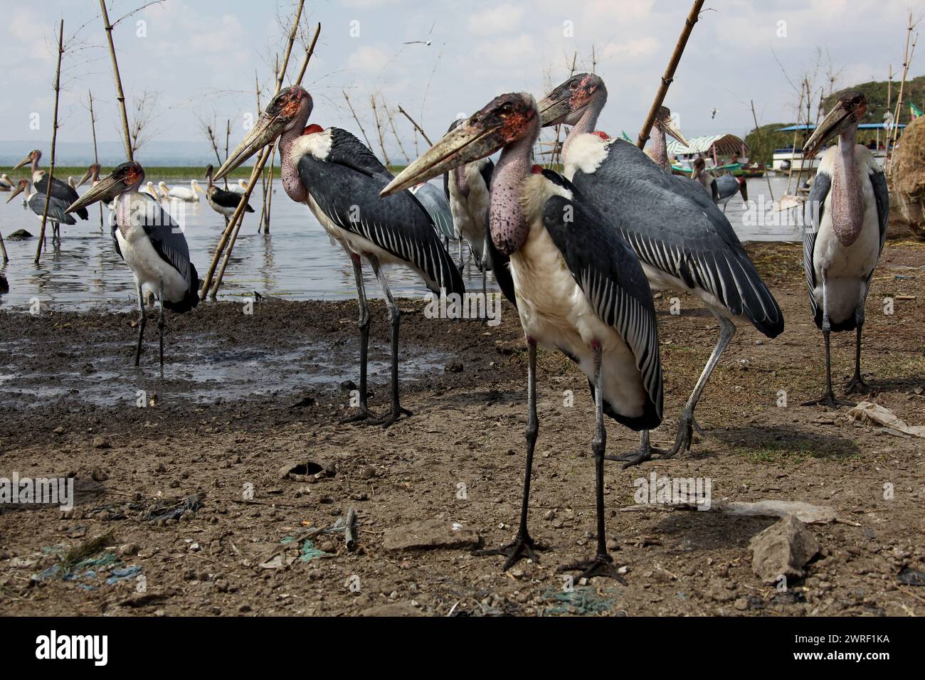 African marabu hi-res stock photography and images - Alamy