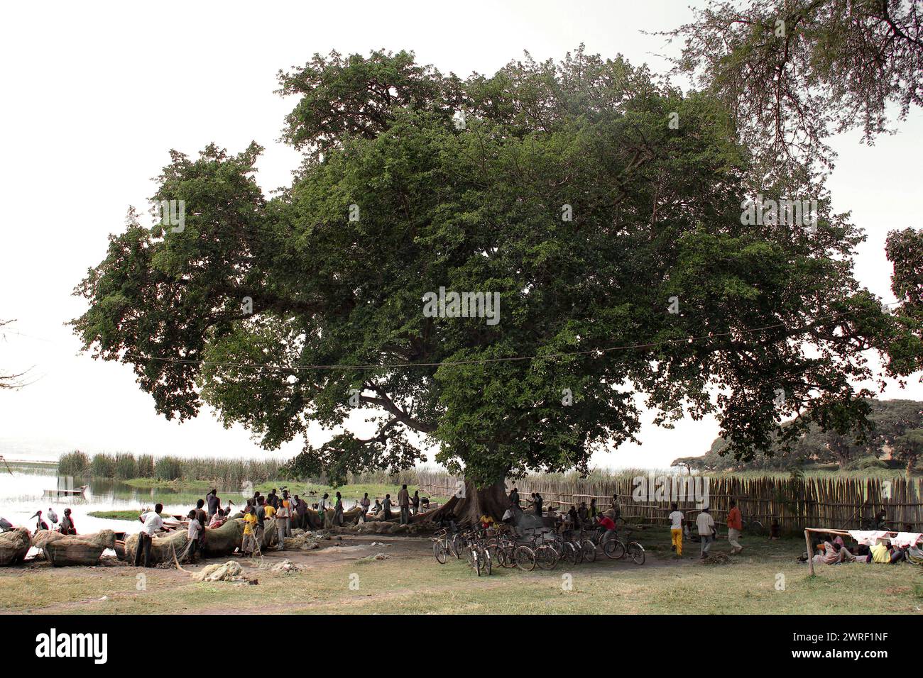 Awassa, ETHIOPIA - November 20, 2011: Unidentified people on the fish ...