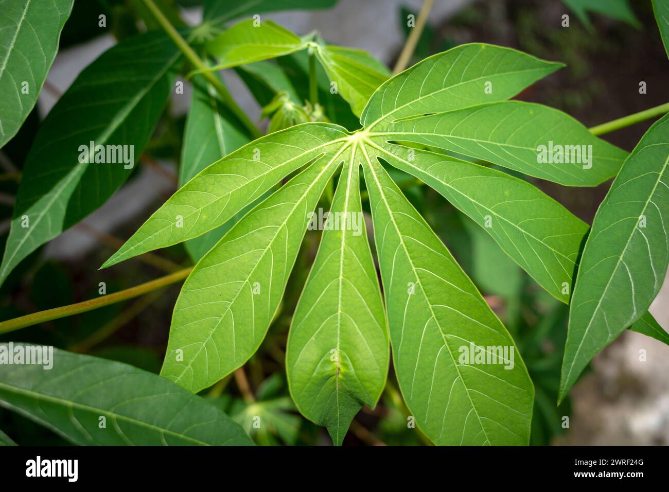 Cassava, Mandioa, Manioc, Tapioca trees (Manihot esculenta), young ...
