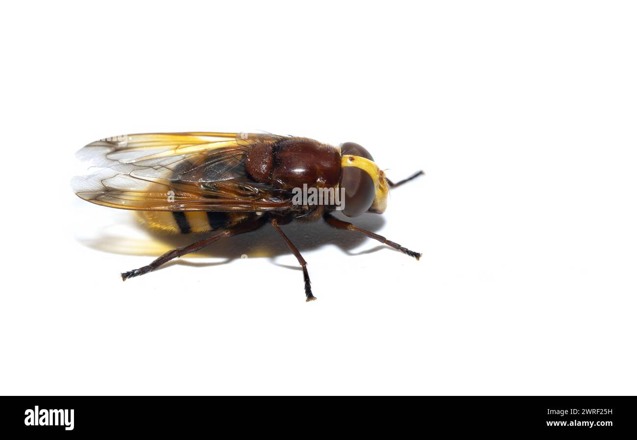 Tabanus, tabano, Hornet mimetic hoverfly, volucella zonaria, studio ...
