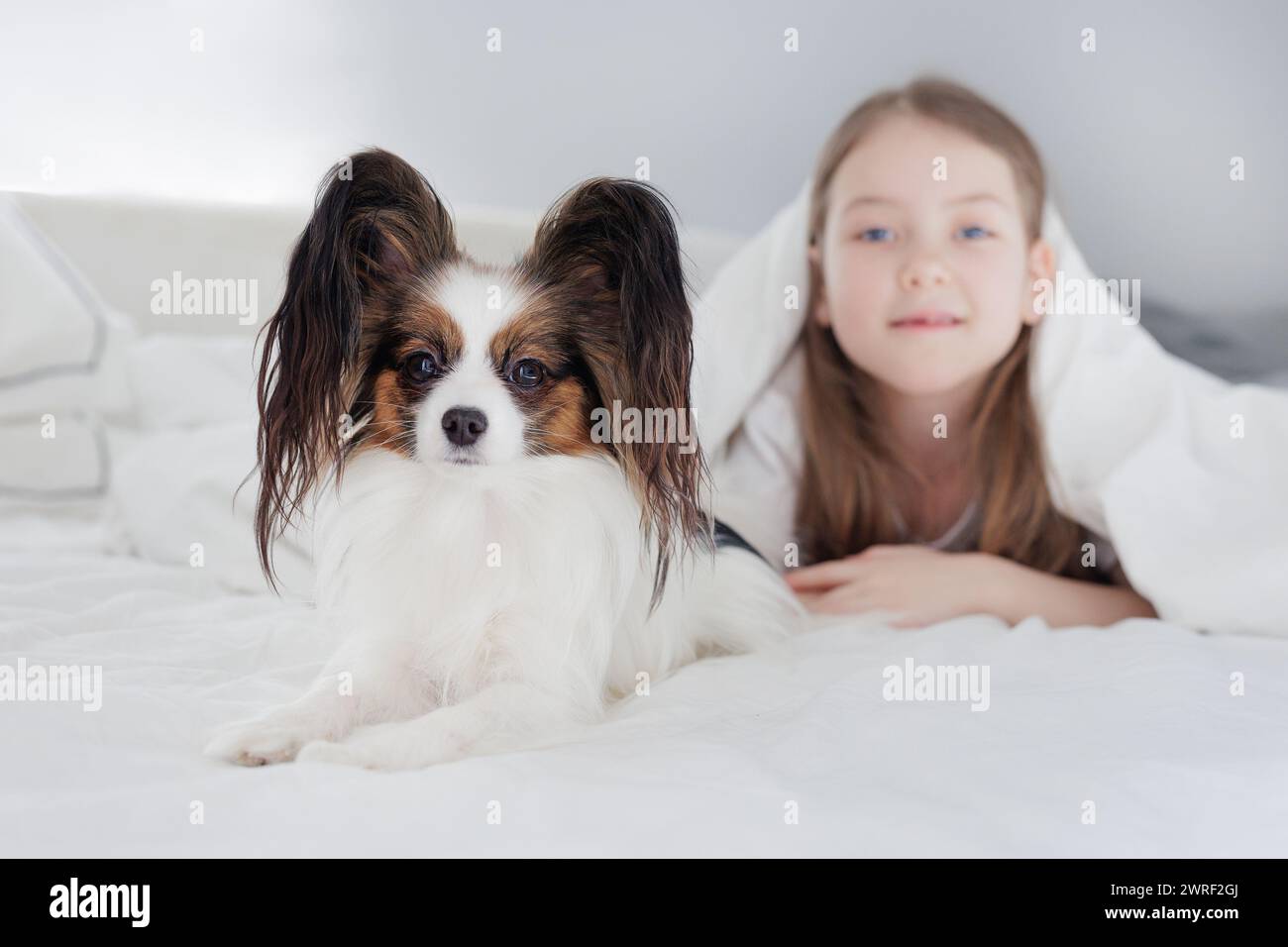 portrait of cute papillon dog and little girl lying on bed in bright ...