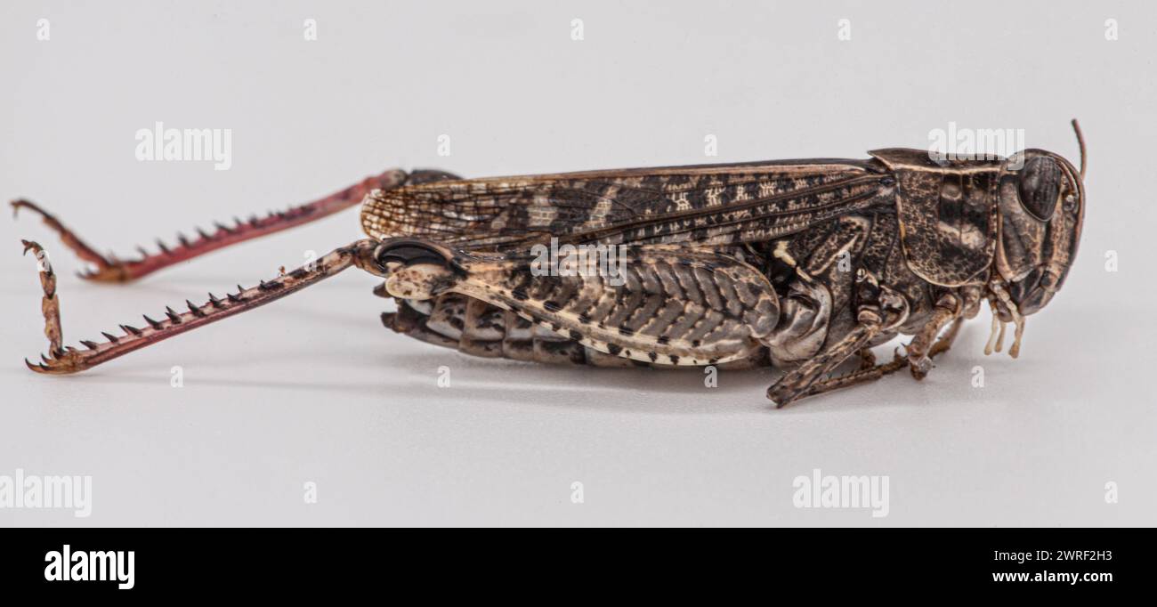 Picture of a GRASSHOPPER BROWN on a white background, macro shot, with ...