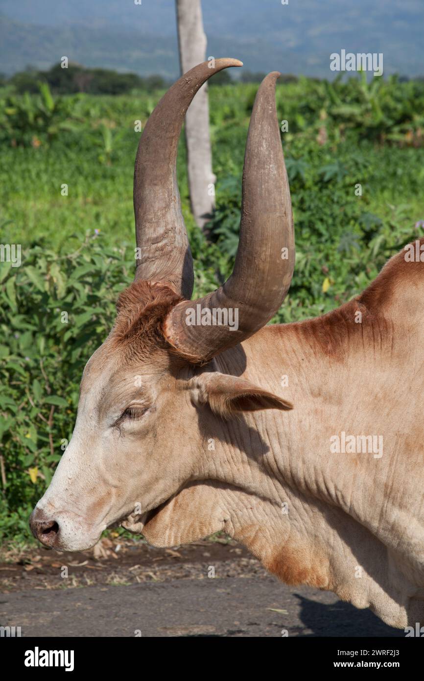 Domestic African bull en Ethiopia, Africa Stock Photo - Alamy