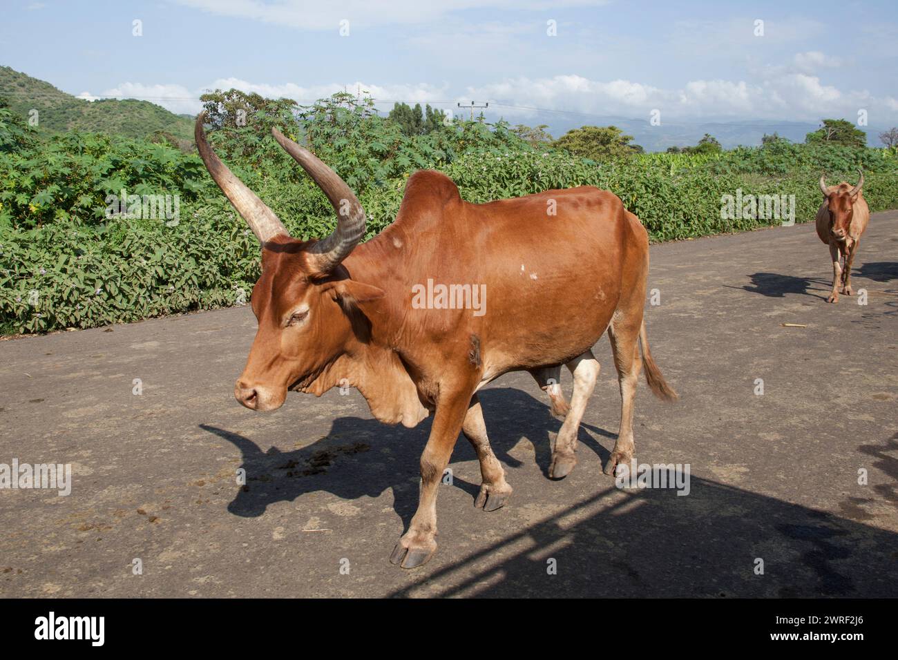 Domestic African bull en Ethiopia, Africa Stock Photo - Alamy