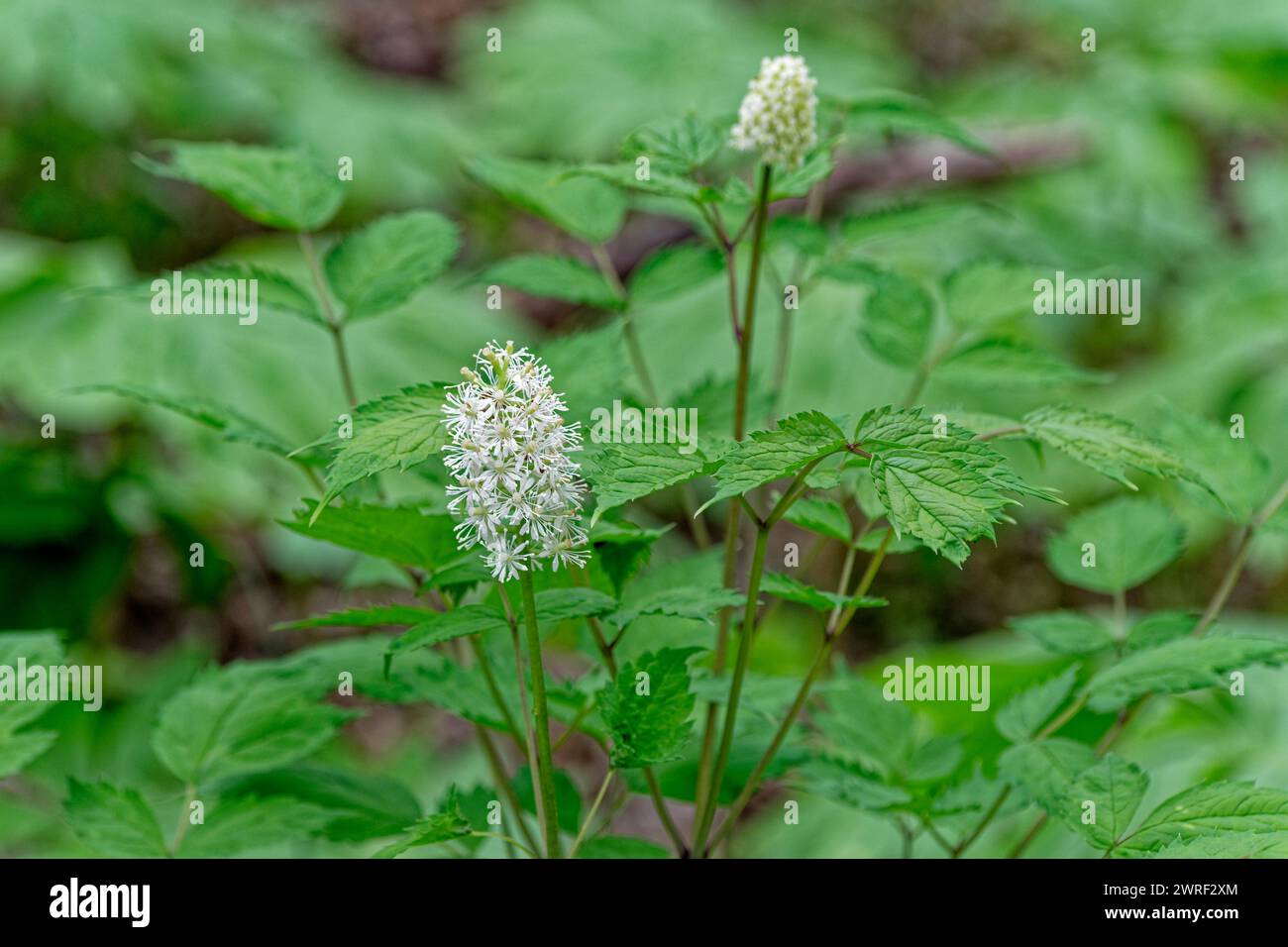 Actaea asiatica know as a Asian baneberry closeup view with white ...