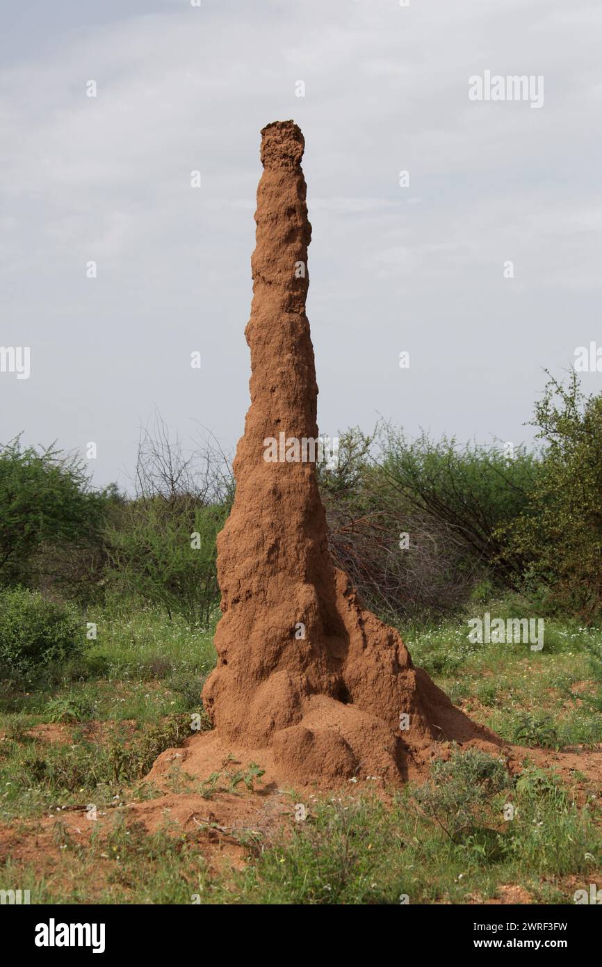 African landscape with termitary in Ethiopia Stock Photo - Alamy