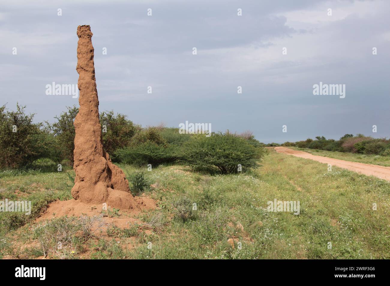 African landscape with termitary in Ethiopia Stock Photo - Alamy