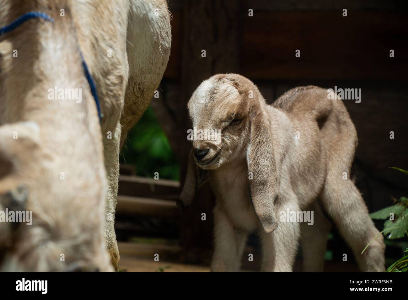a young brown goat in a cage, a young goat is born Stock Photo - Alamy