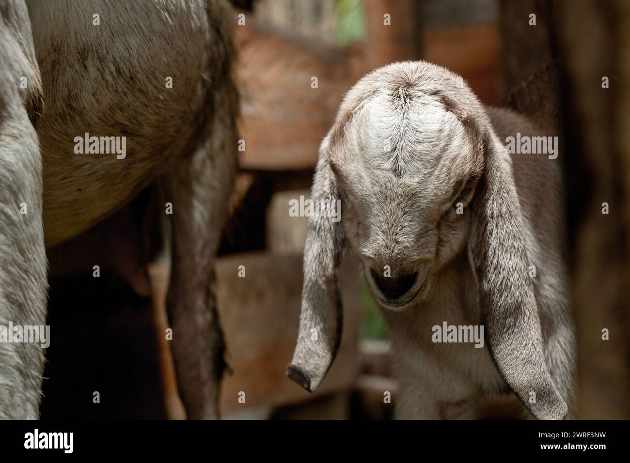 a young brown goat in a cage, a young goat is born, front view Stock ...