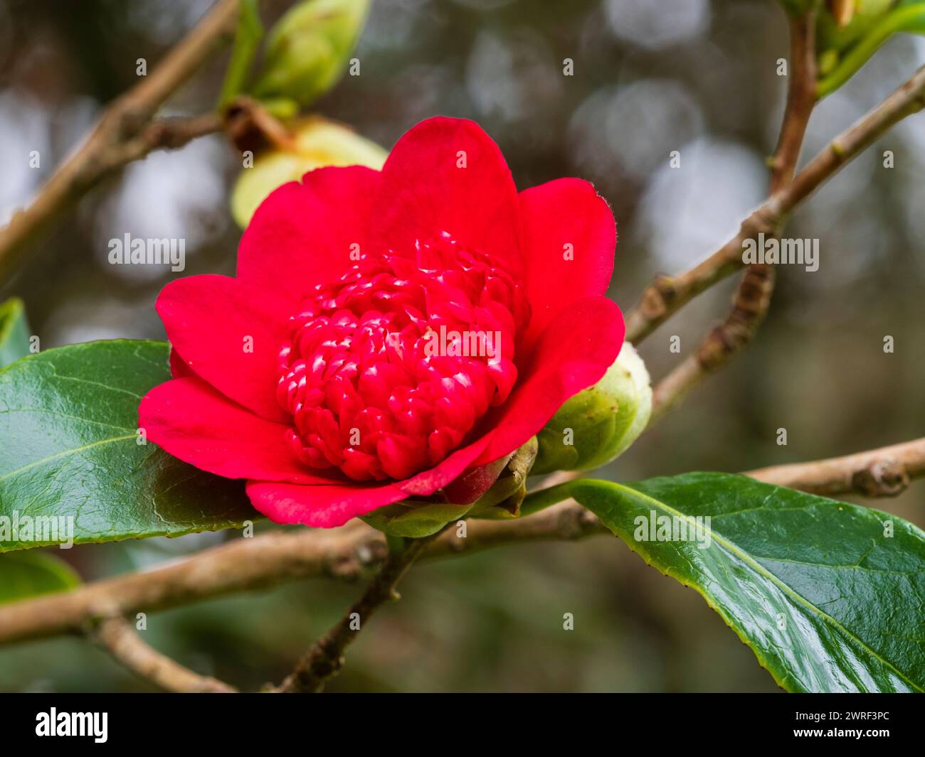 Red camellia flower hi-res stock photography and images - Alamy