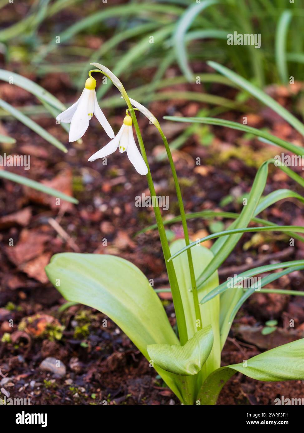 Early spring flowers and broad leaves of the rare and unusual N.Turkey ...
