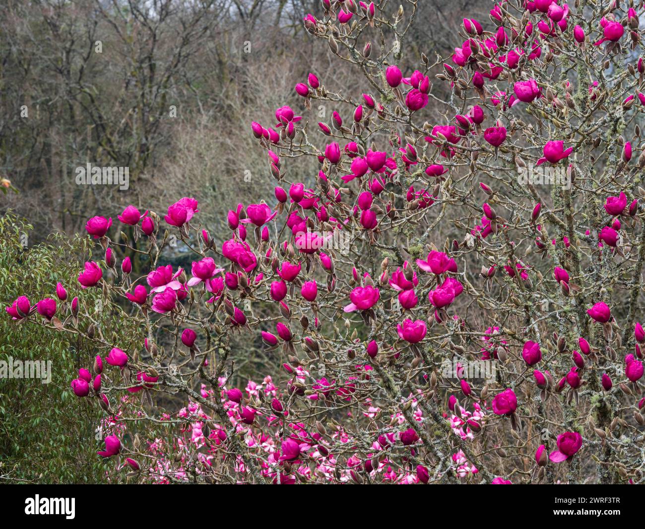 Large, deep pink flowers of the New Zealand bred, early to mid spring ...