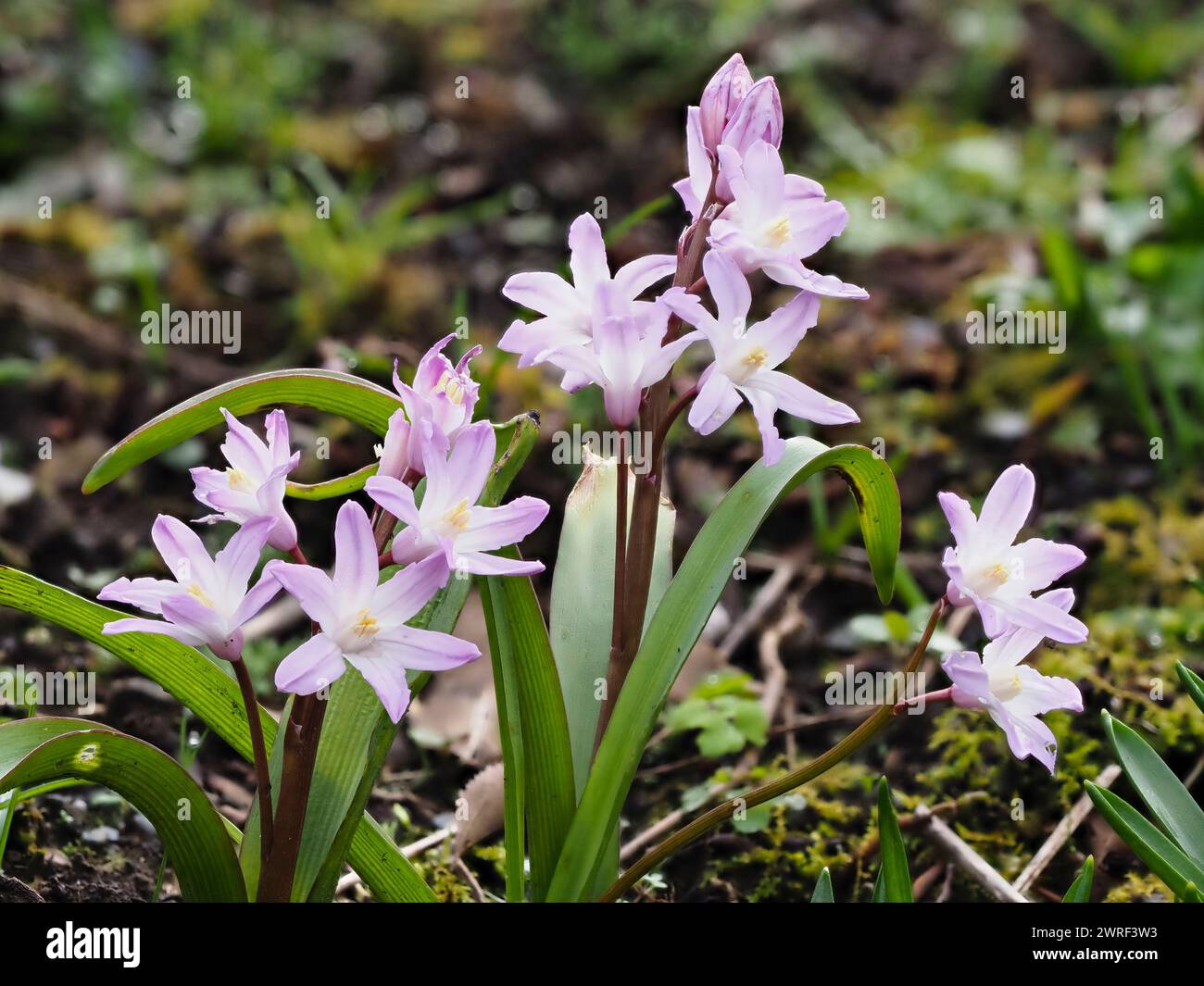 Early spring flowers of the hardy ornamental glory of the snow bulb ...