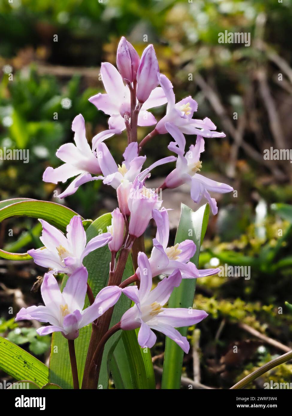 Early spring flowers of the hardy ornamental glory of the snow bulb ...