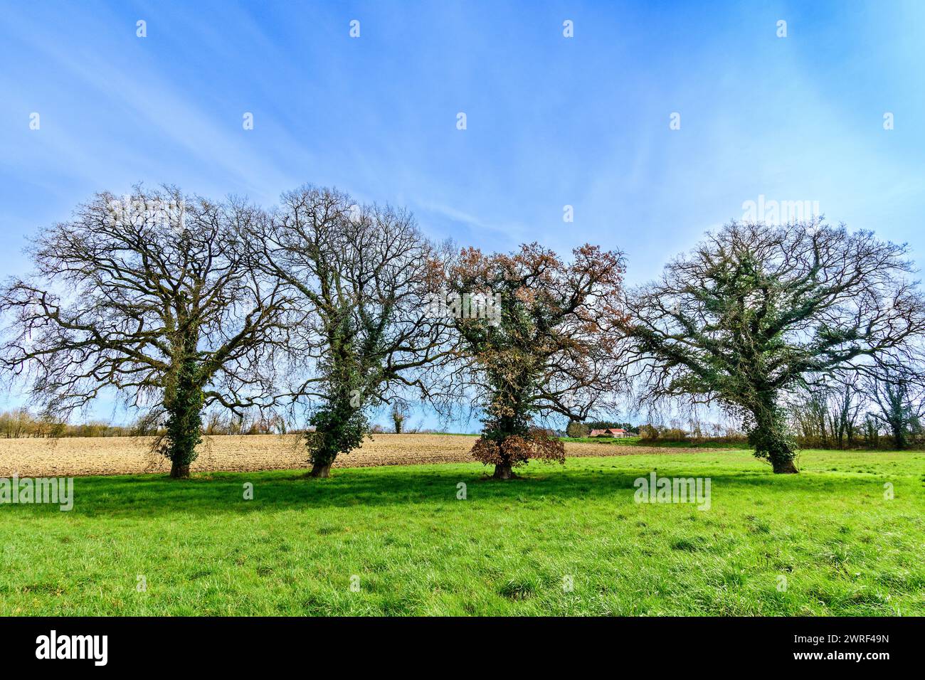 Old landscape trees hi-res stock photography and images - Alamy