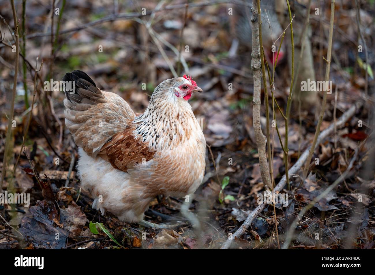 Hedemora sweden hi-res stock photography and images - Alamy