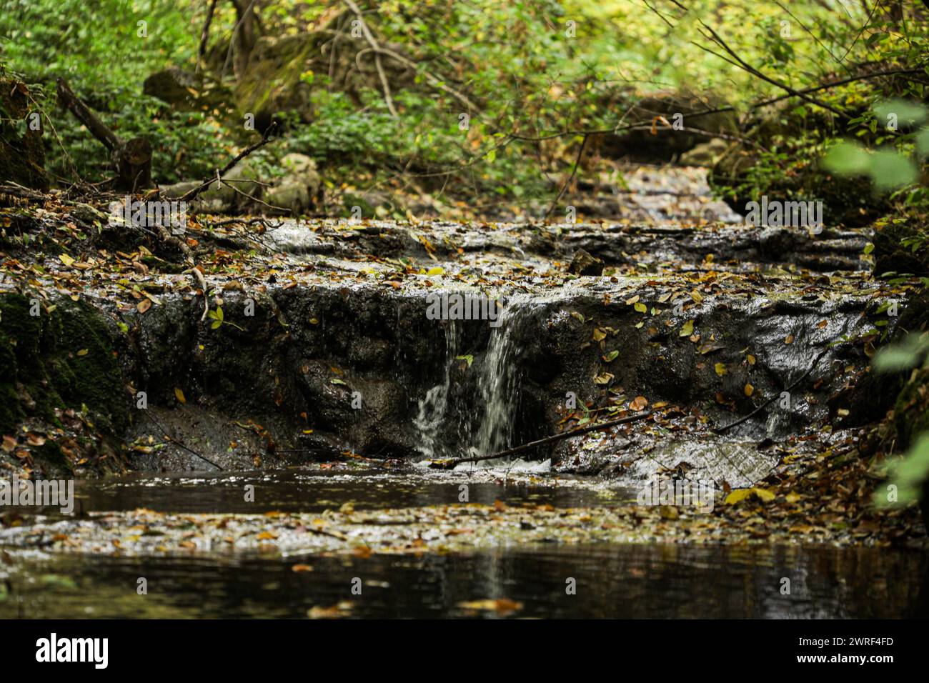 A small forest stream flows among dense grass, trees and shrubs. Forest ...