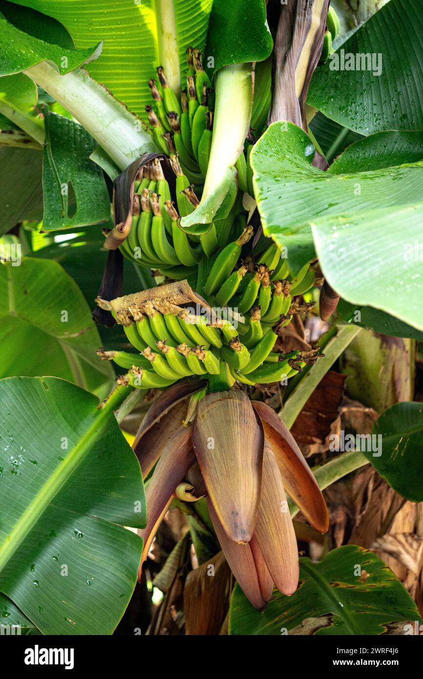 This is the early stage of the banana Stock Photo - Alamy