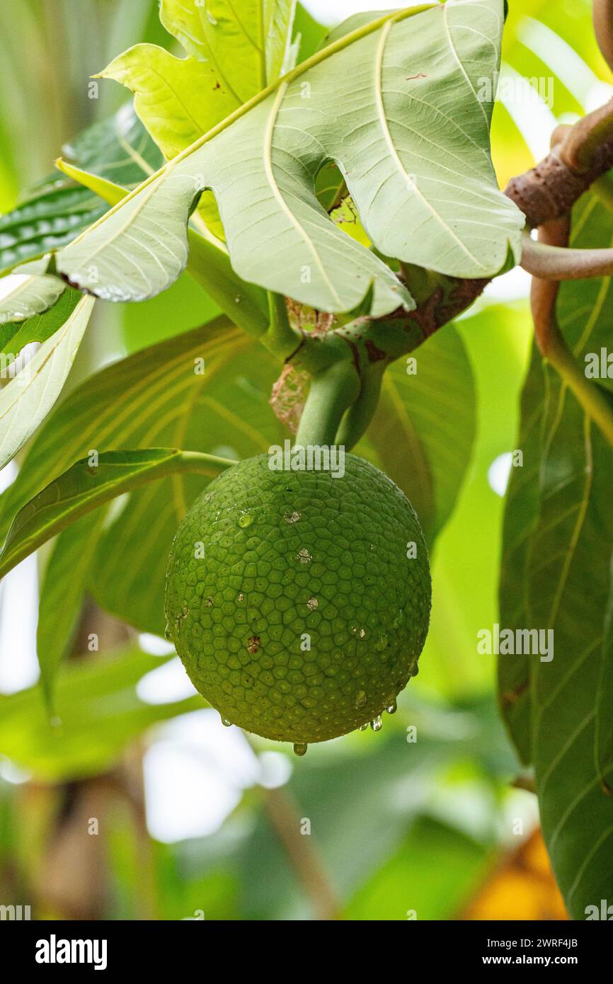 Close up on breadfruit hanging on a breadfruit tree Stock Photo - Alamy