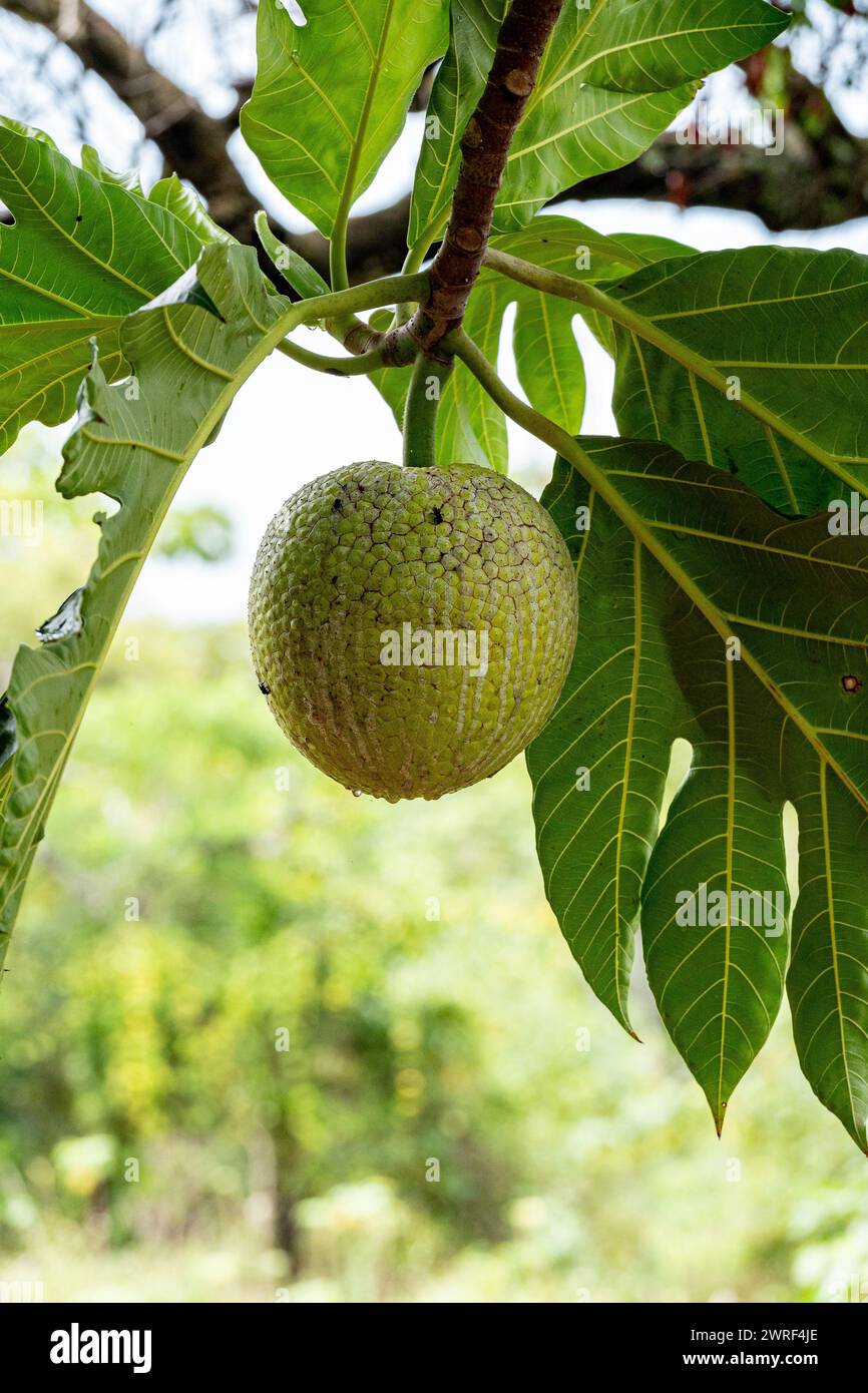 Close up on breadfruit hanging on a breadfruit tree Stock Photo - Alamy