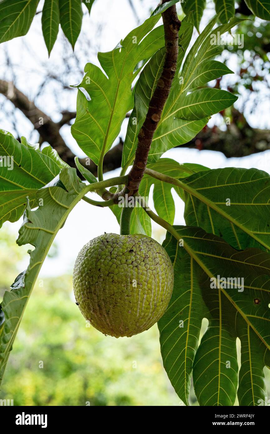 Close up on breadfruit hanging on a breadfruit tree Stock Photo - Alamy