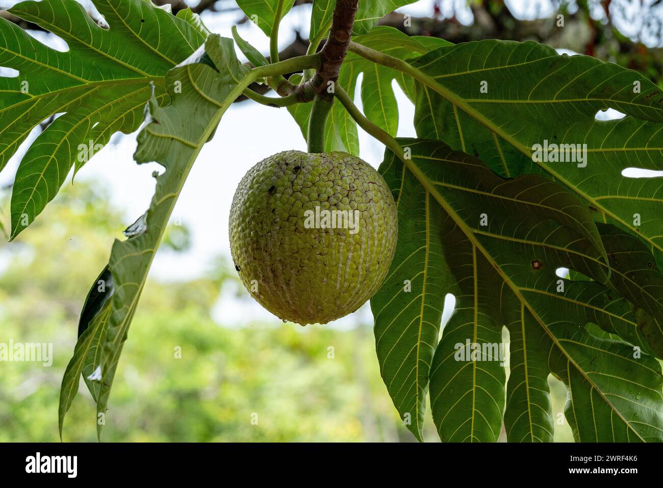 Close up on breadfruit hanging on a breadfruit tree Stock Photo - Alamy