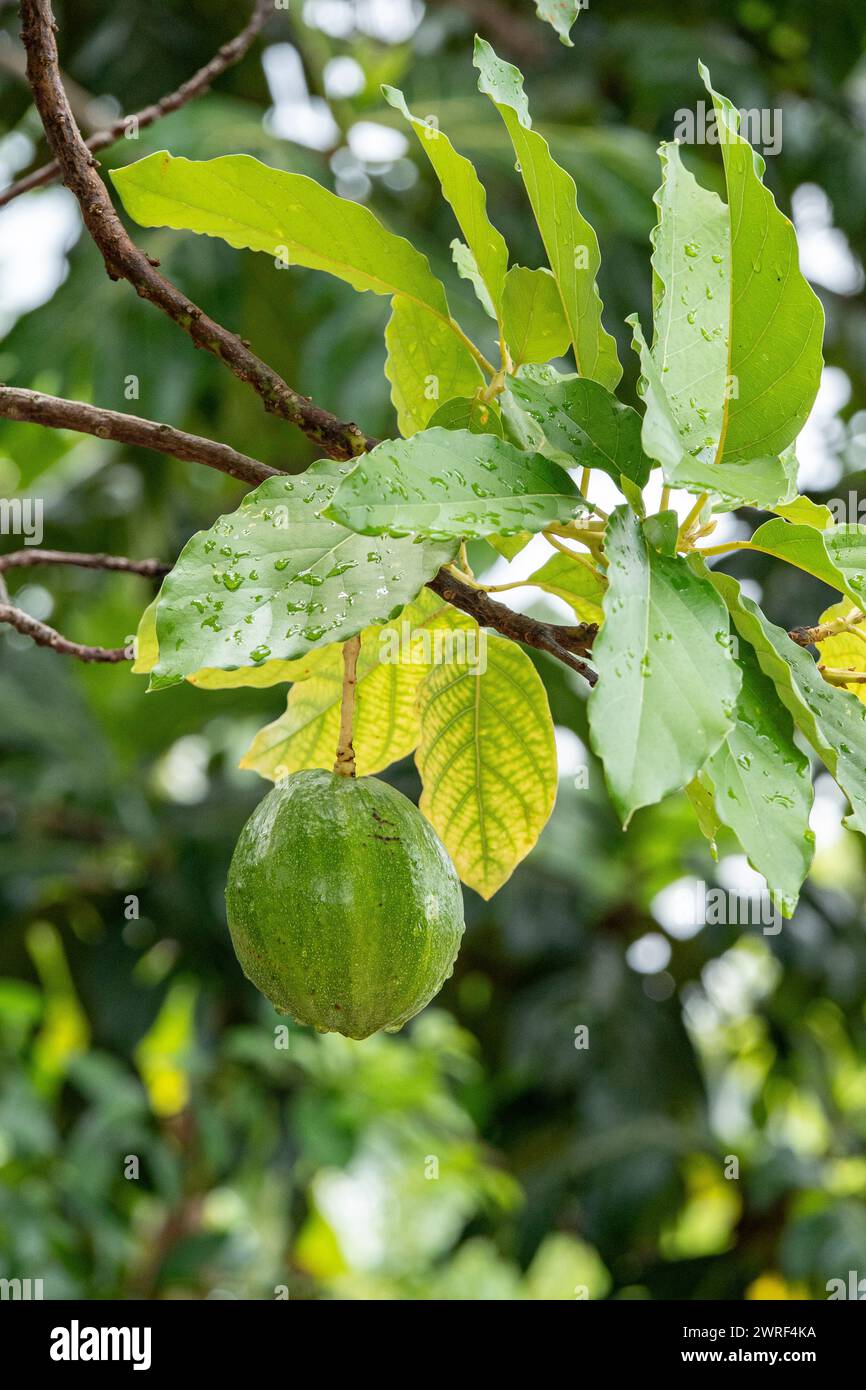 These are relatively small avocado fruits, compared to the normal size ...