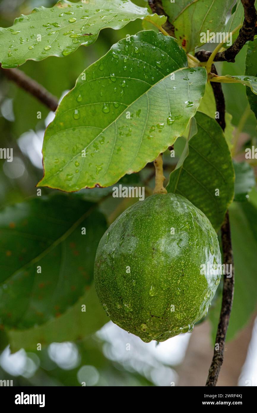 These are relatively small avocado fruits, compared to the normal size ...
