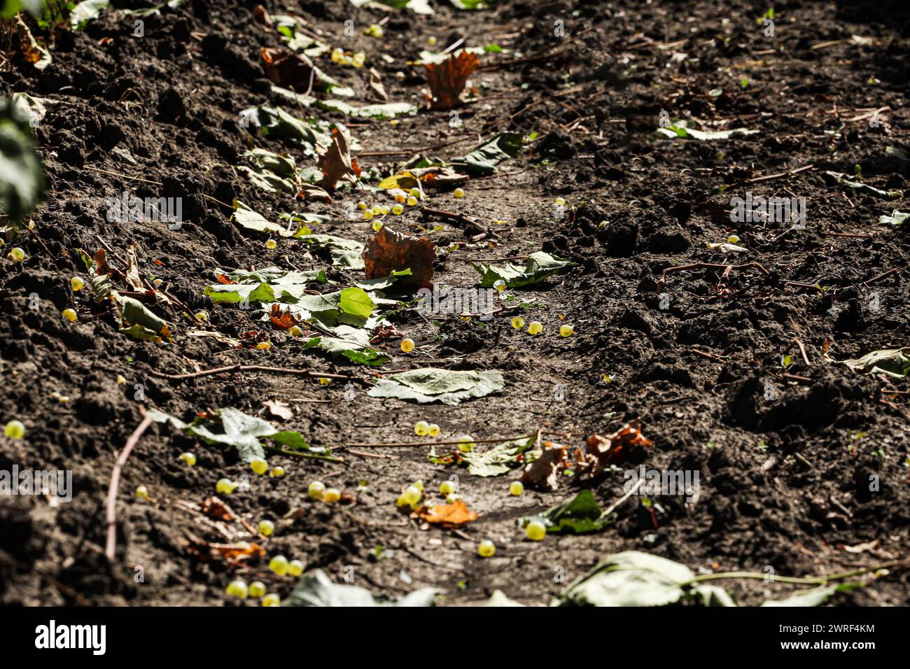 Grape waste hi-res stock photography and images - Alamy