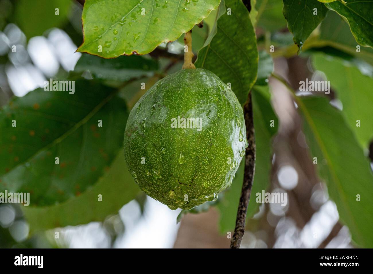 These are relatively small avocado fruits, compared to the normal size ...