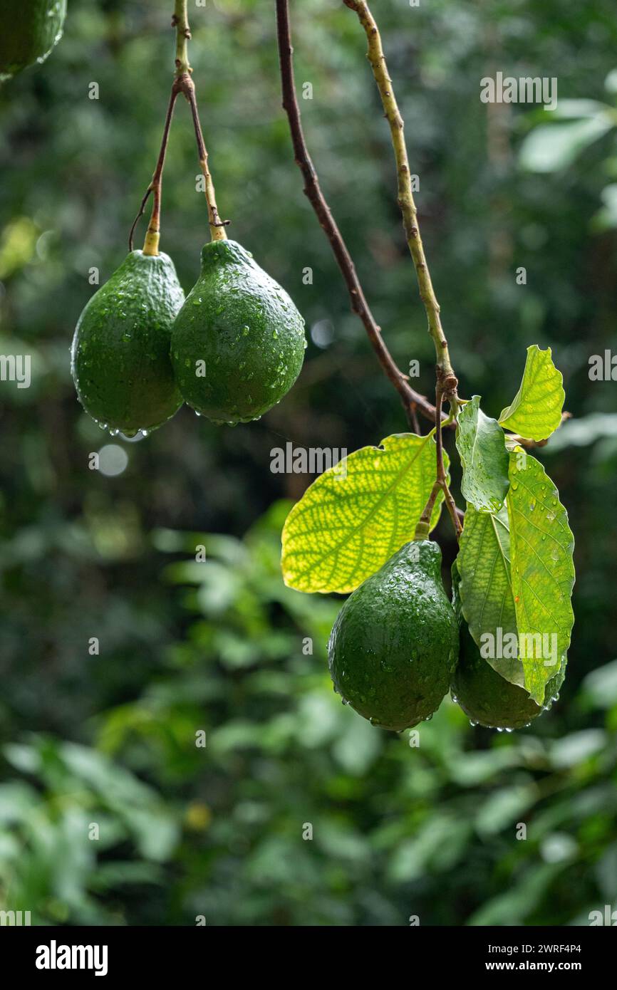 These are relatively small avocado fruits, compared to the normal size ...