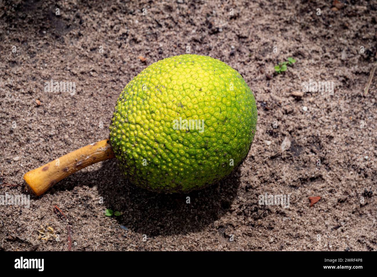 Breadfruit tree hi-res stock photography and images - Alamy