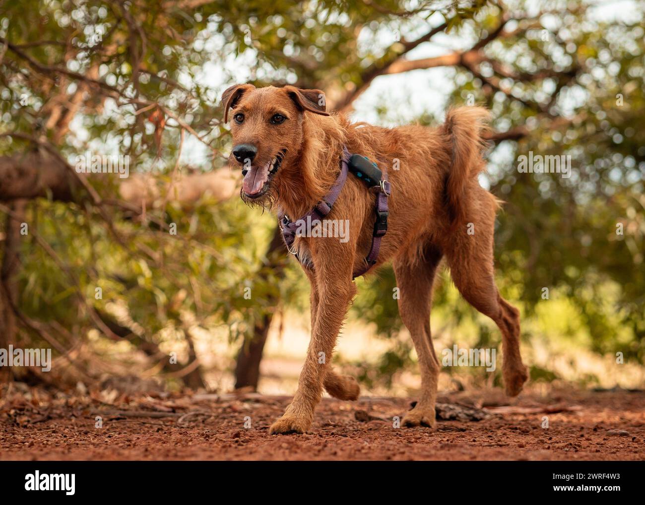 A brown dog running on a dusty road with mouth wide open Stock Photo ...