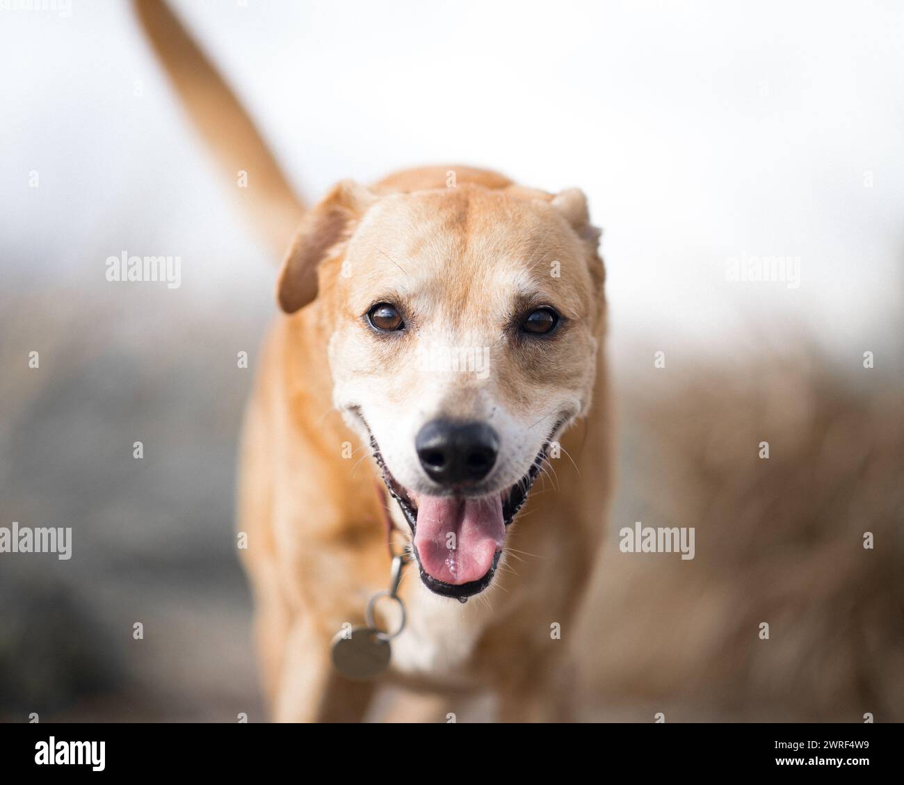 Making eye contact with camera hi-res stock photography and images - Alamy