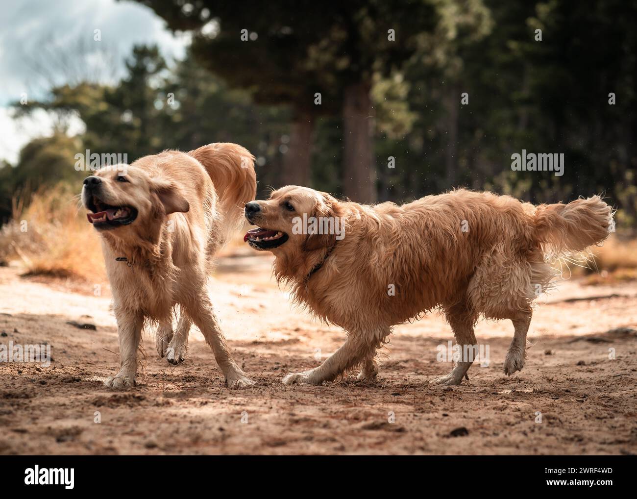 Two dogs playing joyfully with raised paws in a forest setting Stock ...