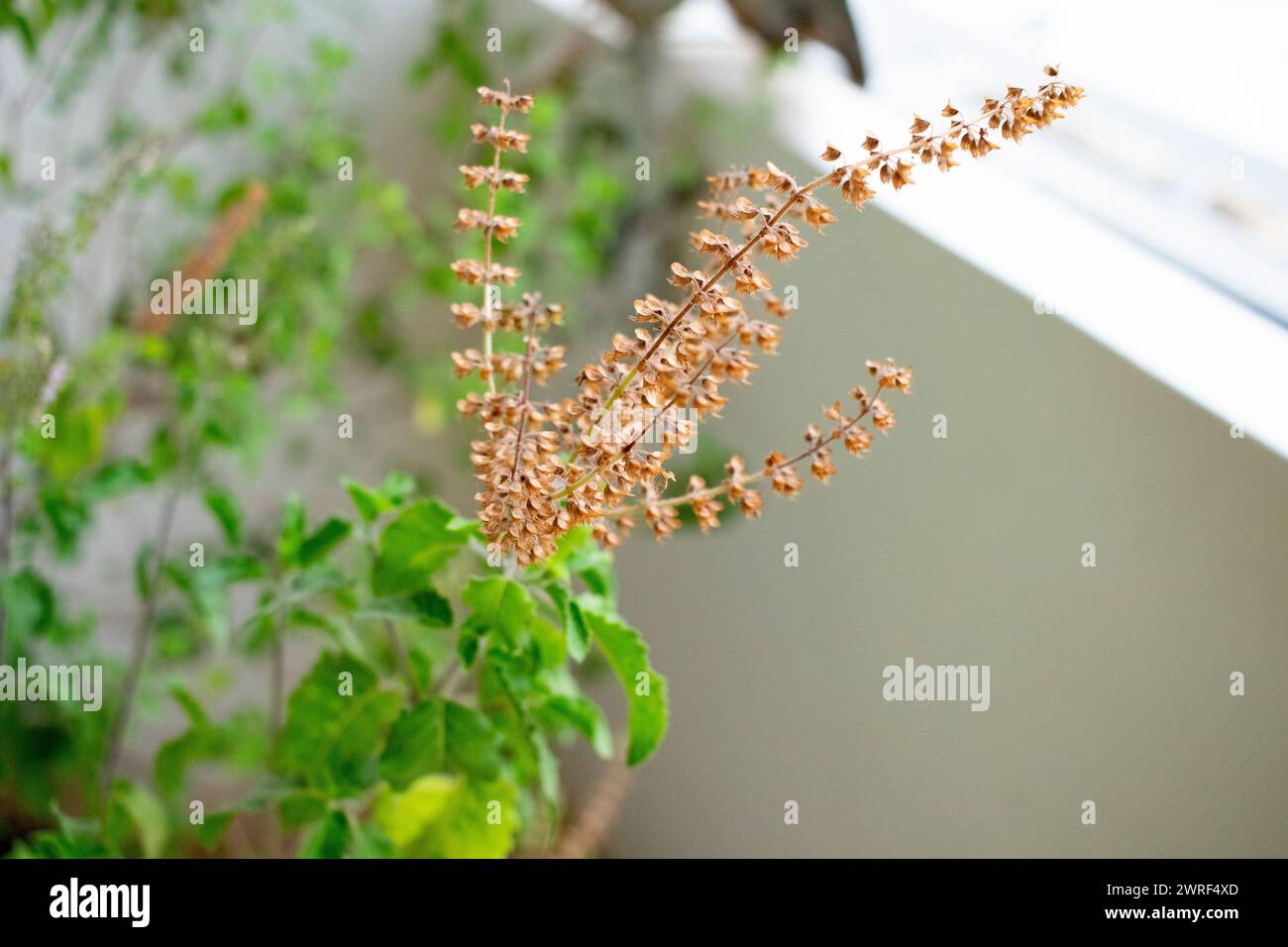 Tulsi - Holy basil plant indoor in natural light herbal medicine plant ...