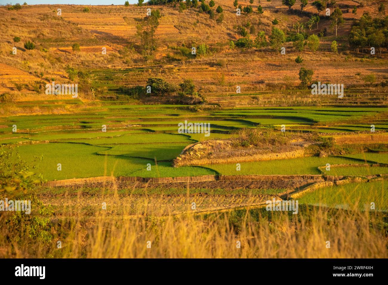 rice terrasses fields in Madagascar in early spring. Small light green ...