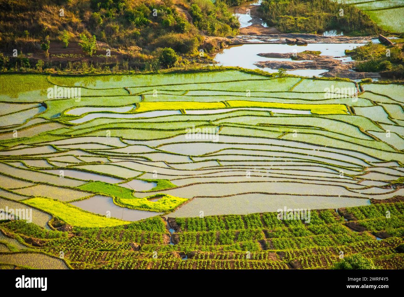 rice terrasses fields in Madagascar in early spring. Small light green ...
