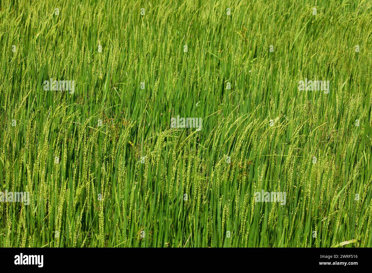 rice spikelet inflorescence. Close-up to green rice seeds in ear of ...
