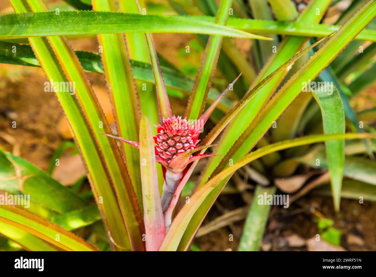 Ornamental pineapple plant green leaf hi-res stock photography and ...