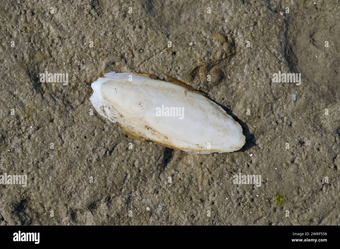 Shell (Cuttlebone) of the Cuttlefish resp.Sepia officinalis during low ...