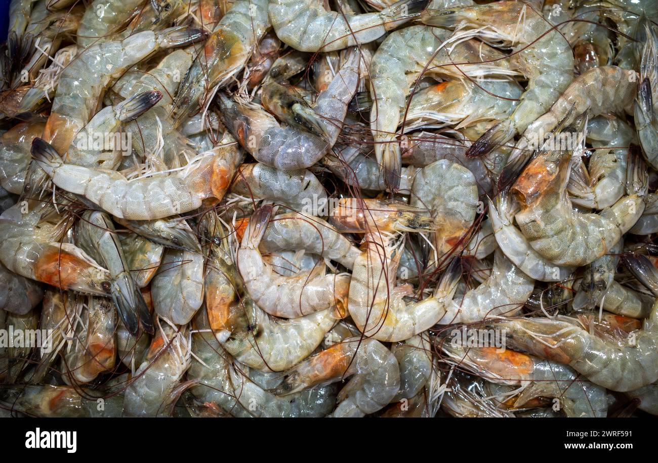 Udang, fresh shrimp, Littopenaeus vannamei, on the ice in the ...