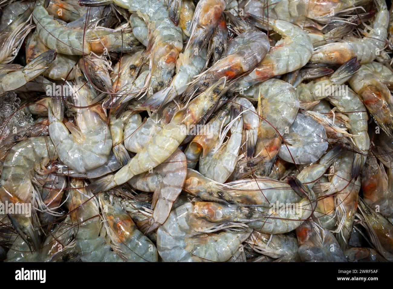 Udang, fresh shrimp, Littopenaeus vannamei, on the ice in the ...
