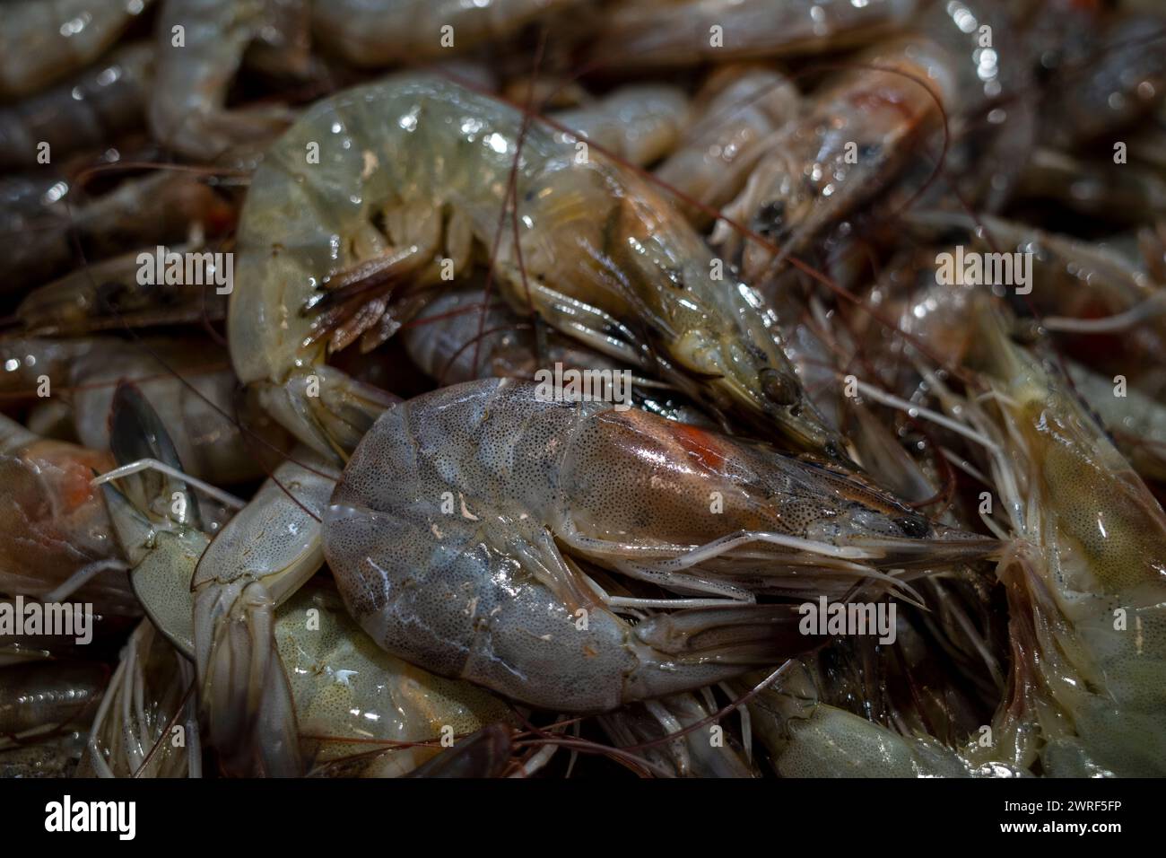 Udang, fresh shrimp, Littopenaeus vannamei, on the ice in the ...