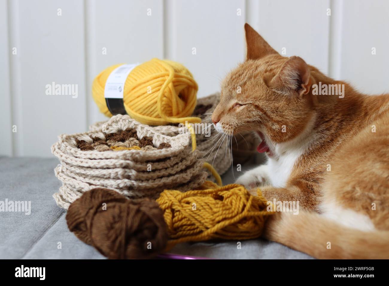 Cute ginger cat laying on the bed with a ball of yarn and crochet hook. Cat playing with with ...