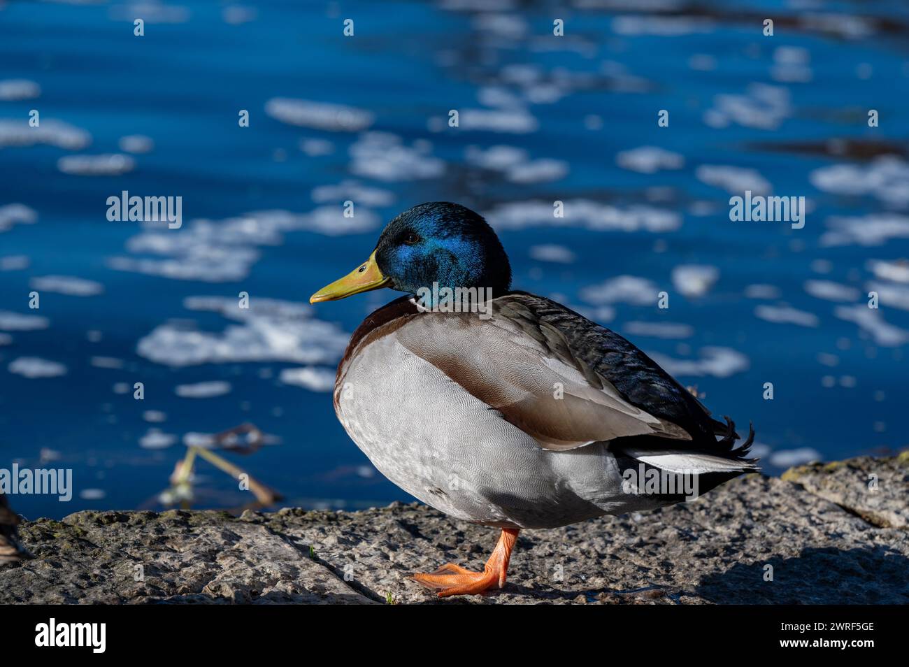 One male Mallard standing near water in Orebro Sweden Stock Photo - Alamy